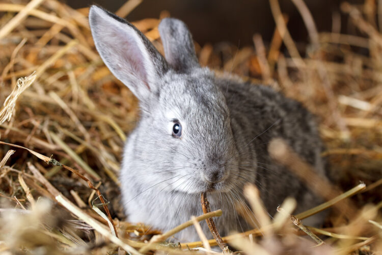 How to Build a Rabbit Hutch Step by Step on a Budget – Mother Earth News